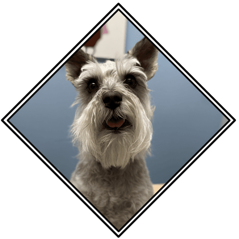 Payment Options at Brookschool Road Veterinary Clinic